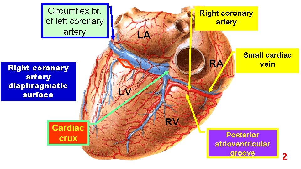 Blood supply of Heart Right Coronary artery Ascending