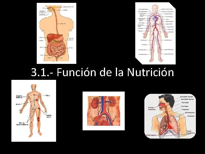 L 3 1 Funcin de la Nutricin Sistema