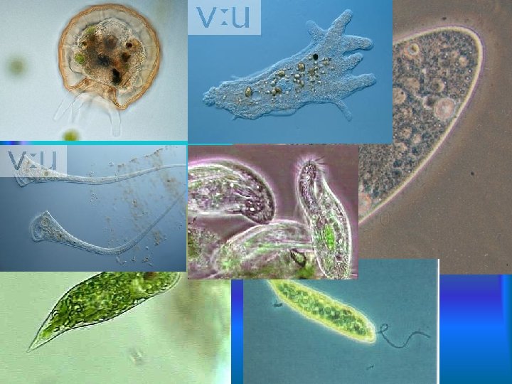 The Magical world of Protists Most are Unicellular