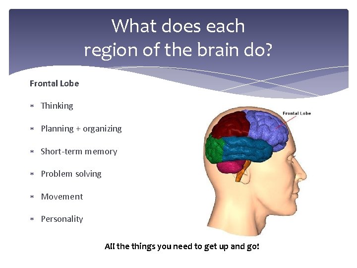 Module 1 All About the Brain The Human