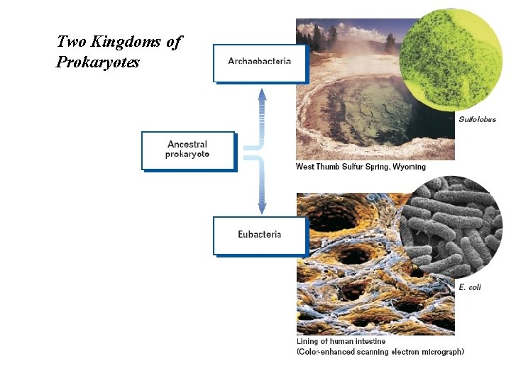Chapter 24 Bacteria Two Kingdoms of Prokaryotes Comparing