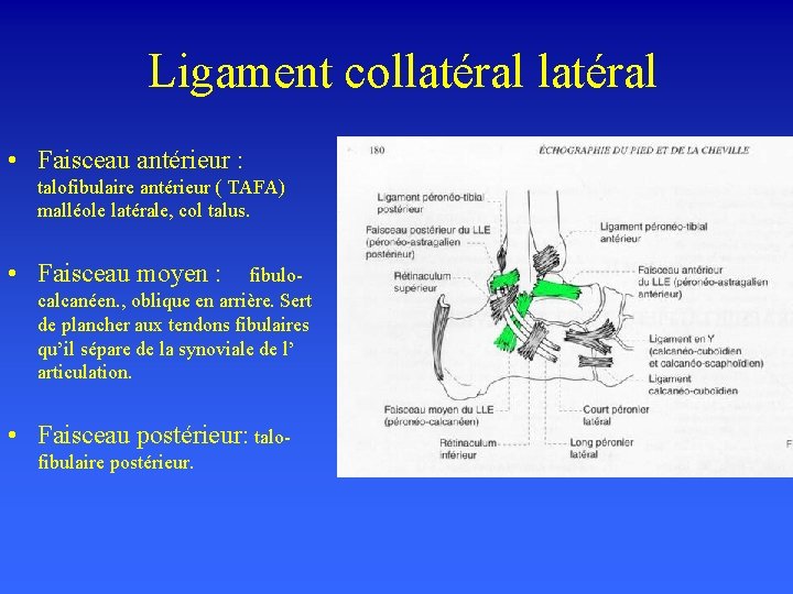 RADIOANATOMIE MEMBRE INFRIEUR Les structures articulaires Les piphyses