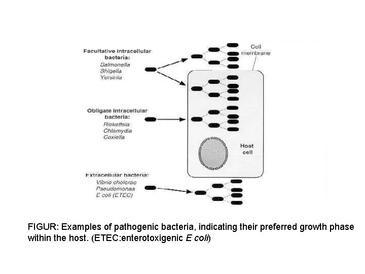 CHAPTER VIII HOST PARASITE RELATIONSHIP ACKNOWLEDGMENT ADDIS ABABA