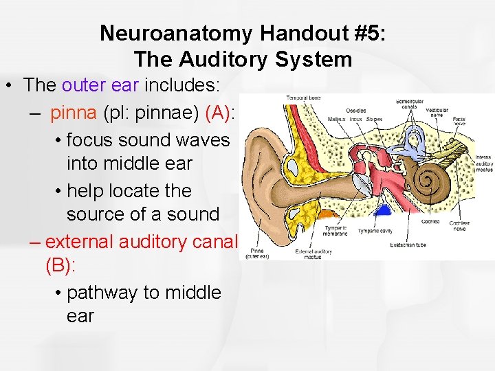 Chapter 7 The Other Sensory Systems Audition The