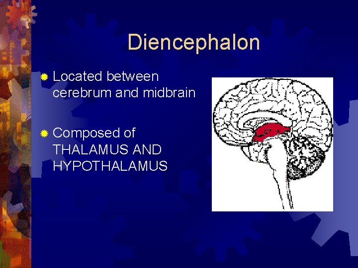 The Nervous System Part II Cerebrum Largest part