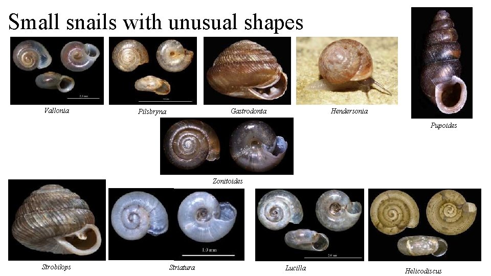 Land Snails of the Blue Ridge Parkway Wayne