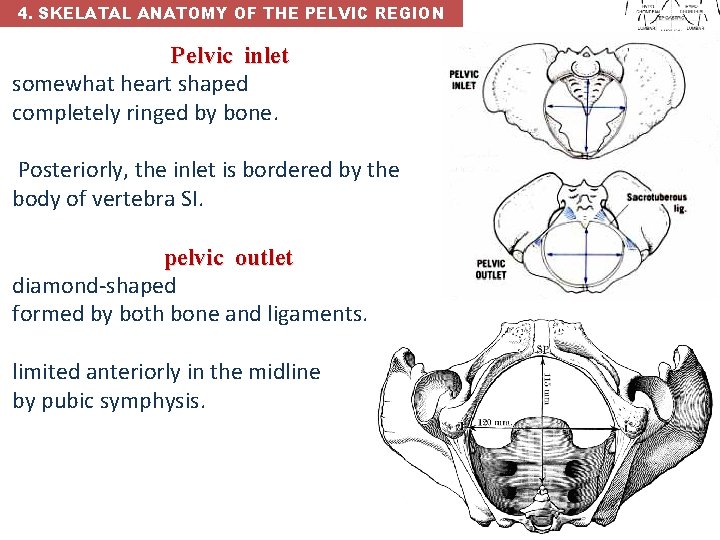 INTRODUCTION TO DIGESTIVE SYSTEM ANATOMY Kaan Ycel M