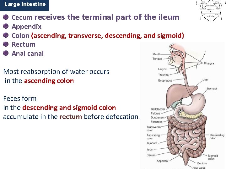 INTRODUCTION TO DIGESTIVE SYSTEM ANATOMY Kaan Ycel M