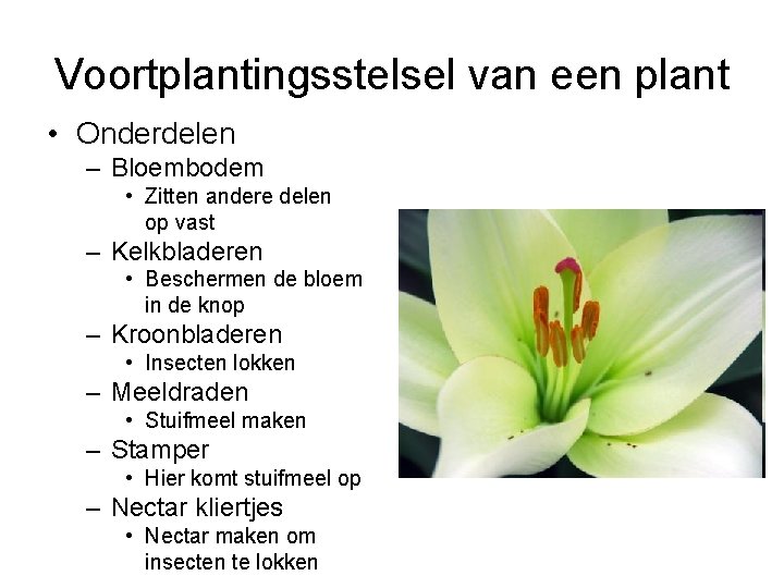 5 3 Planten maken Voortplantingsstelsel van een plant