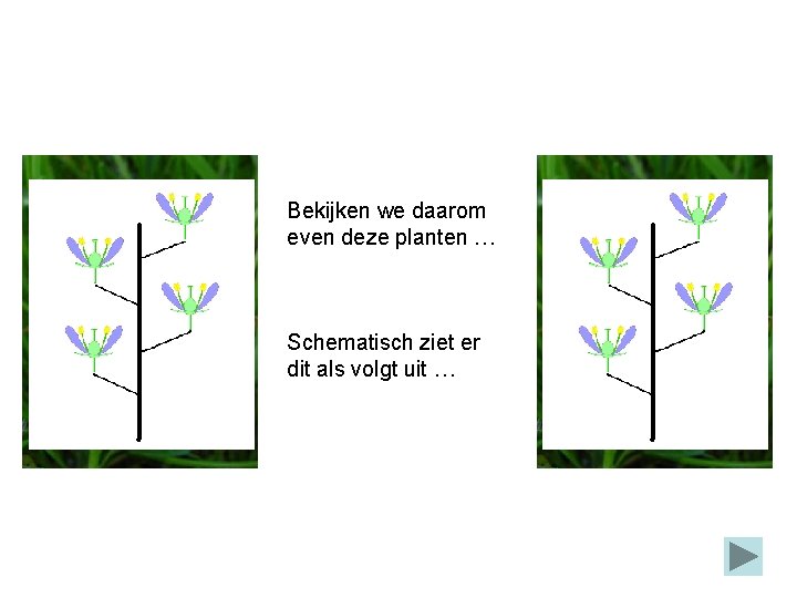 5 3 Planten maken Voortplantingsstelsel van een plant