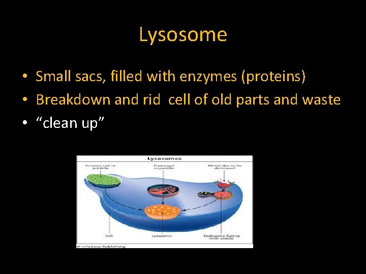 Cells Cell Basics Many sizes and shapes All