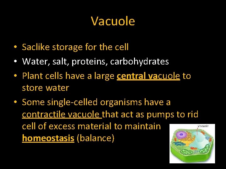 Cells Cell Basics Many sizes and shapes All