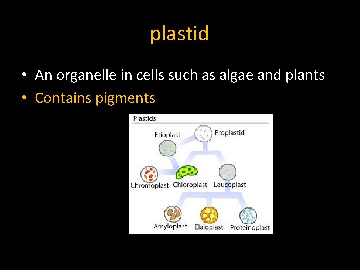Cells Cell Basics Many sizes and shapes All