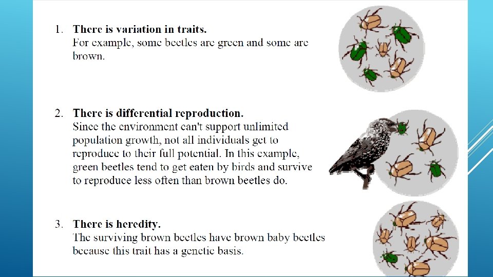 WHAT IS A SPECIES WHAT MAKES TWO ORGANISMS