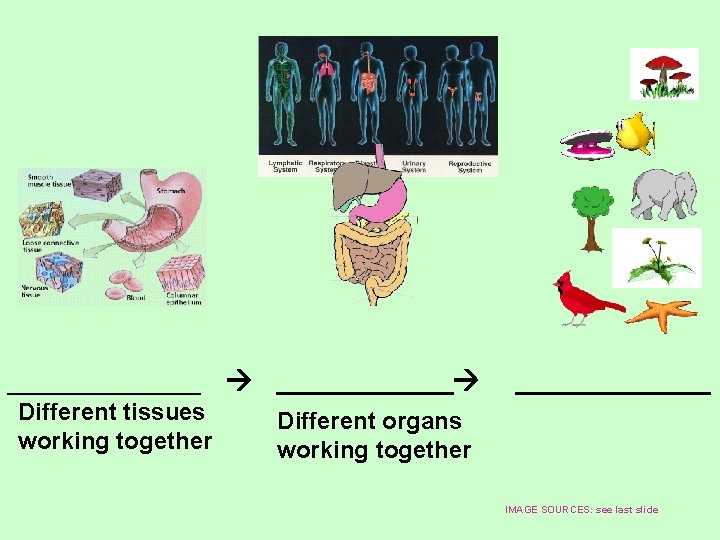 Energy Flow in the Biosphere Chapter 3 1