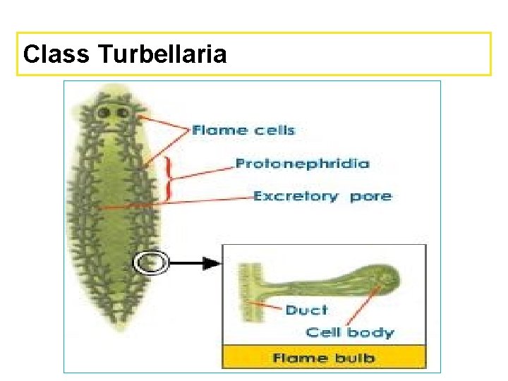 Phylum Platyhelminthes Flatworms Flukes Tapeworms General ...