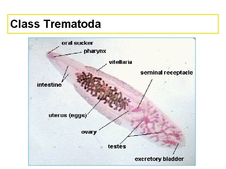 Phylum Platyhelminthes Flatworms Flukes Tapeworms General ...