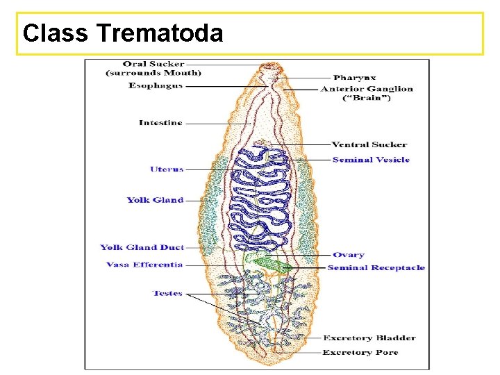 Phylum Platyhelminthes Flatworms Flukes Tapeworms General ...