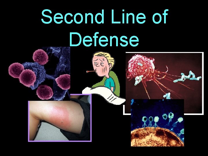 Human Body Systems Levels of Organization Cells Tissues