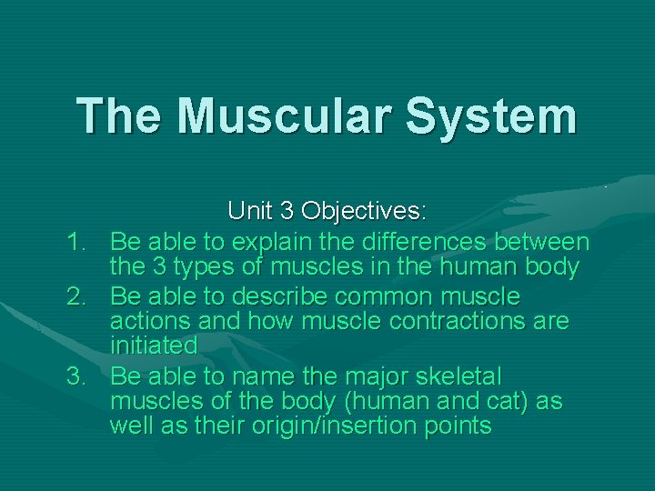 The Muscular System 1 2 3 Unit 3