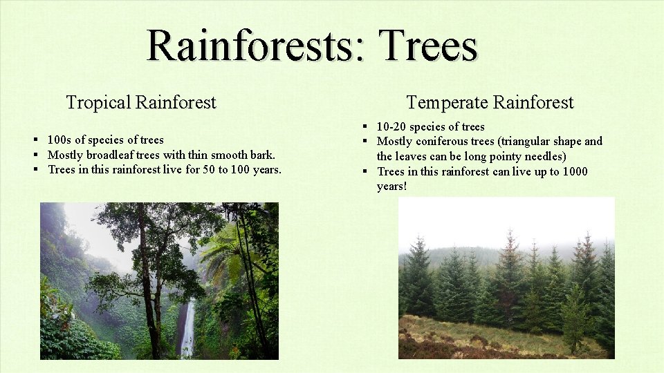 Rainforests Weather Rainforests help maintain global weather patterns