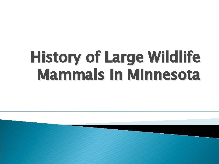 History of Large Wildlife Mammals in Minnesota What