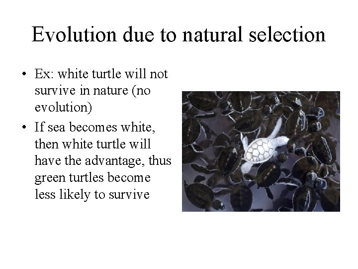 Natural Selection Standard S 7 L 5 b