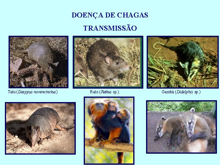 DOENA DE CHAGAS TRIPANOSOMASE AMERICANA DOENA DE CHAGAS