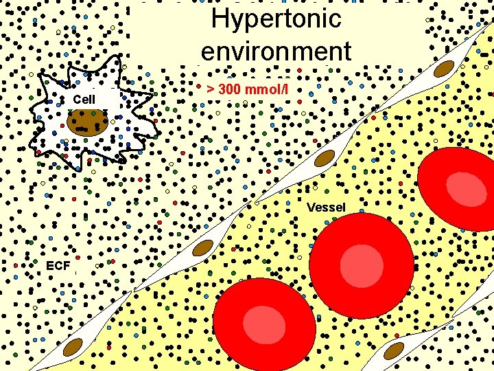 Internal Environment and its possible disturbances Stanislav Matouek