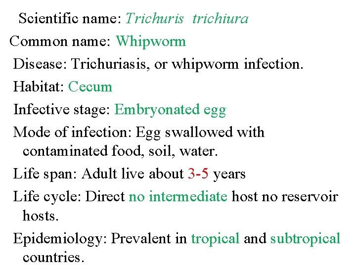Trichuris trichiura Whipworm Scientific name Trichuris trichiura Common