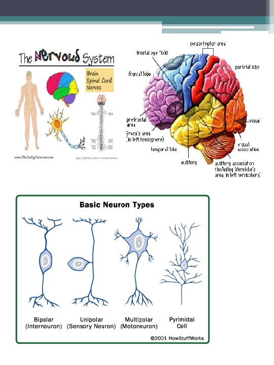 Human Body System There are different types of