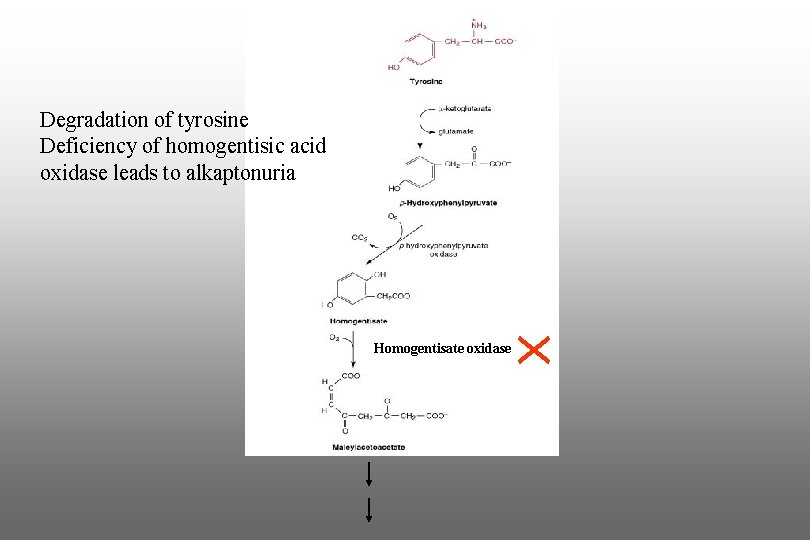 Inborn Errors of Amino Acid Metabolism Renal Block