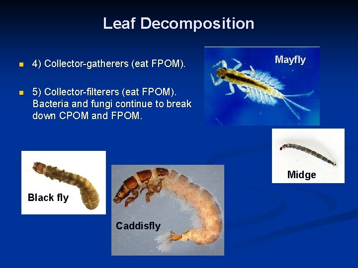 Leaf Decompositio n in Streams Terrestrial leaf litter