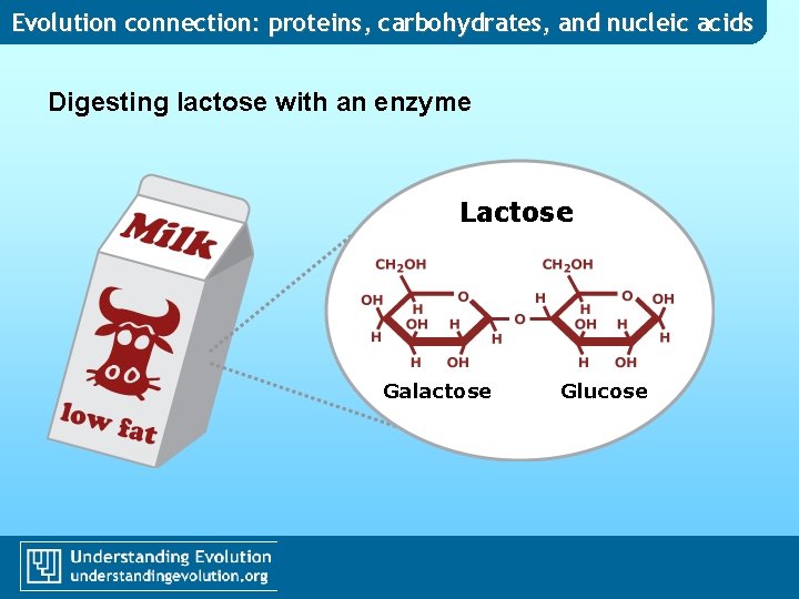 Evolution connection proteins carbohydrates and nucleic acids Learning