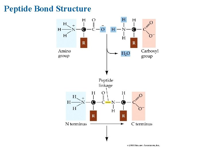 Molecular Flow of Genetic Information The processes by