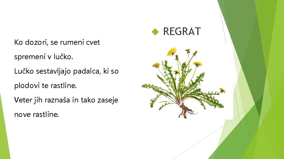 PREPOZNAJ RASTLINO SLOVENINA NAVODILA Preberi opis posamezne rastline