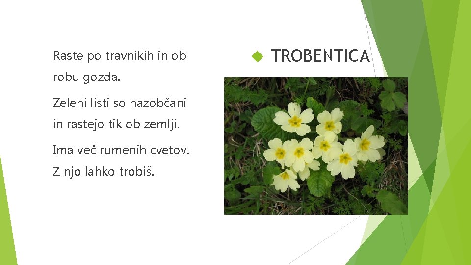 PREPOZNAJ RASTLINO SLOVENINA NAVODILA Preberi opis posamezne rastline