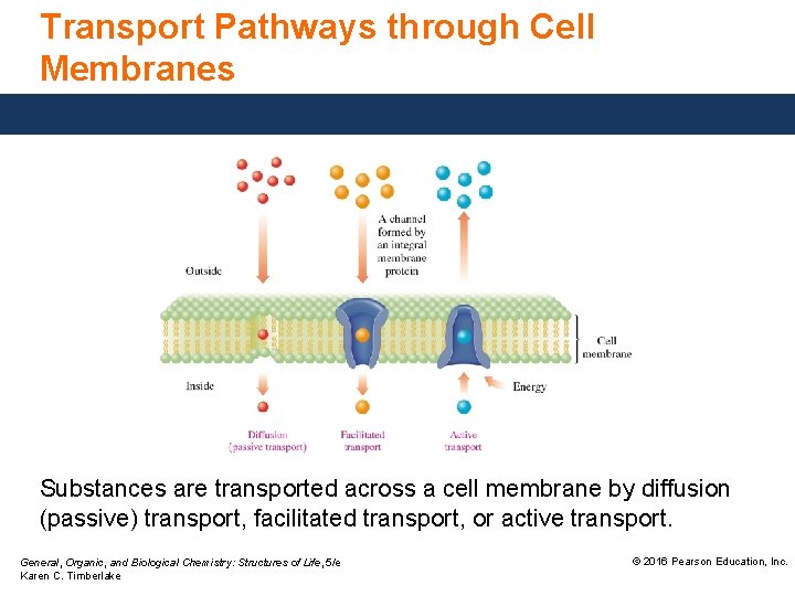 17 7 Cell Membranes Substances are transported across