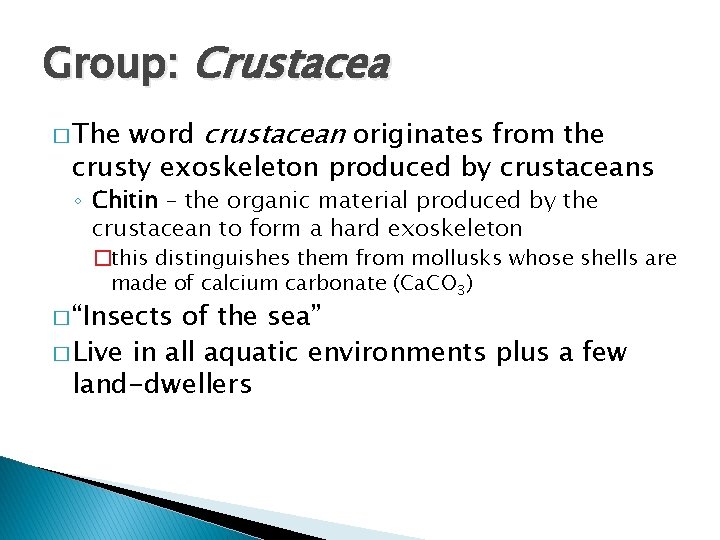 Phylum Arthropoda Insects crabs lobsters etc General Information