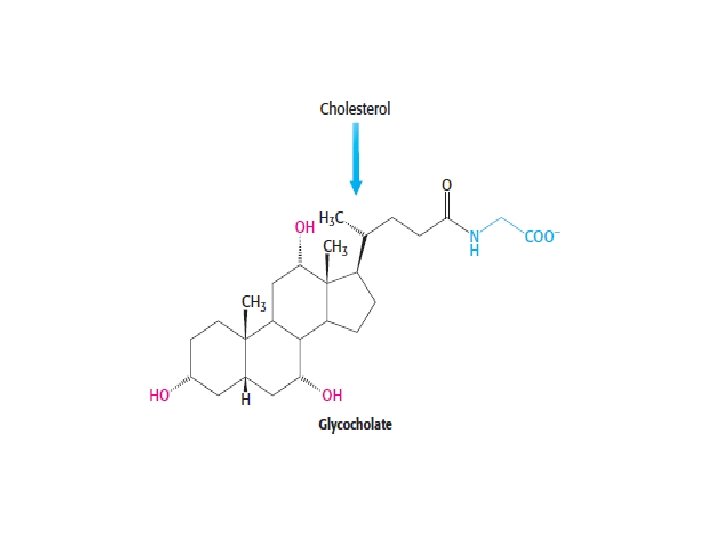Cholesterol Metabolism Biological significance of cholesterol 1 In