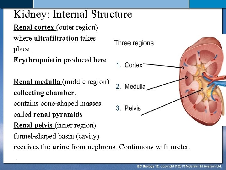 UNIT B Chapter 13 Urinary System The Urinary