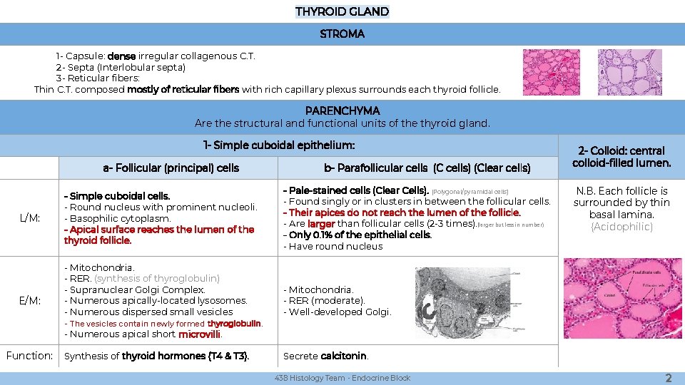 THYROID PARATHYROID GLANDS Objectives Describe the histological structure