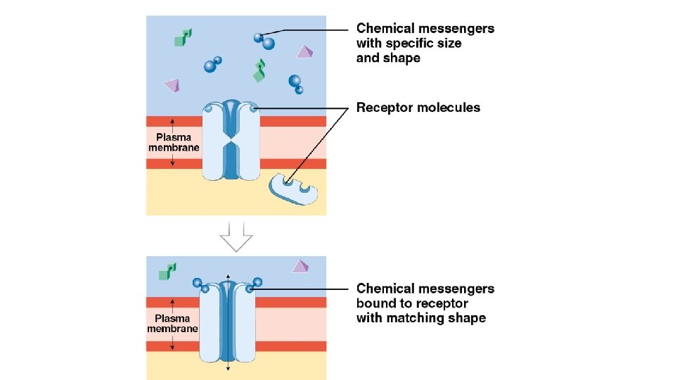 Anatomy and Physiology Anatomy Describes the structures of
