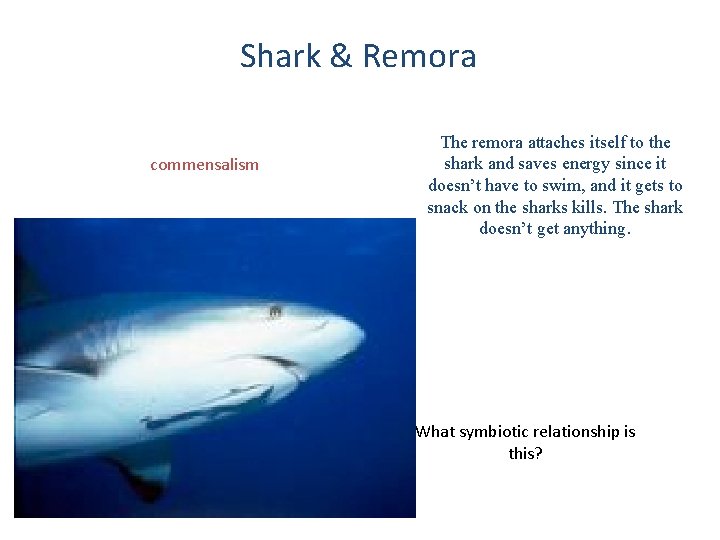 Lets Practice Symbiotic relationships Acacia Plant Ants The