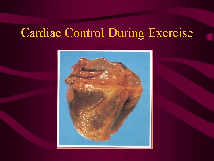 Cardiac Control During Exercise Functions of the Cardiovascular
