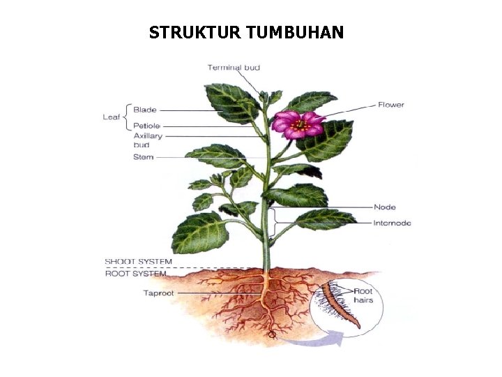 STRUKTUR DAN PERKEMBANGAN TUMBUHAN I STRUKTUR BANGUNAN SUSUNAN