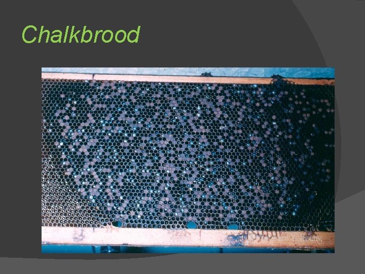 We want healthy bees BEE DISEASES Healthy Bees