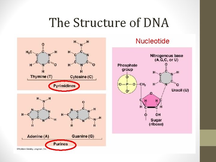 DNA DNA RNA Protein Synthesis The Structure of