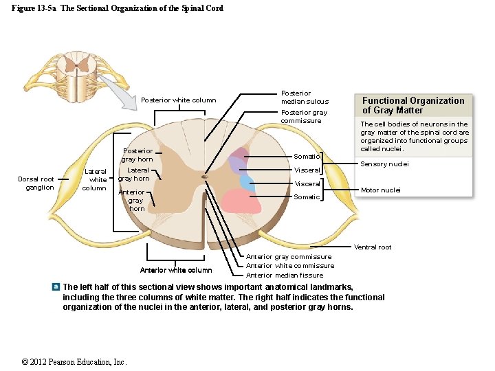 Chapter 13 The Spinal Cord Spinal Nerves and