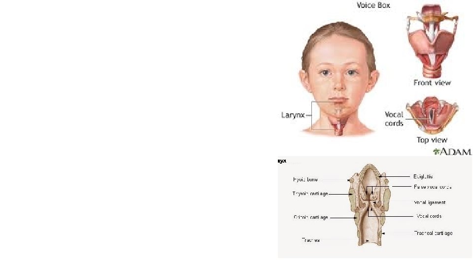 SISTEM PERNAFASAN BAGIAN ATAS KELOMPOK 1 APA ITU
